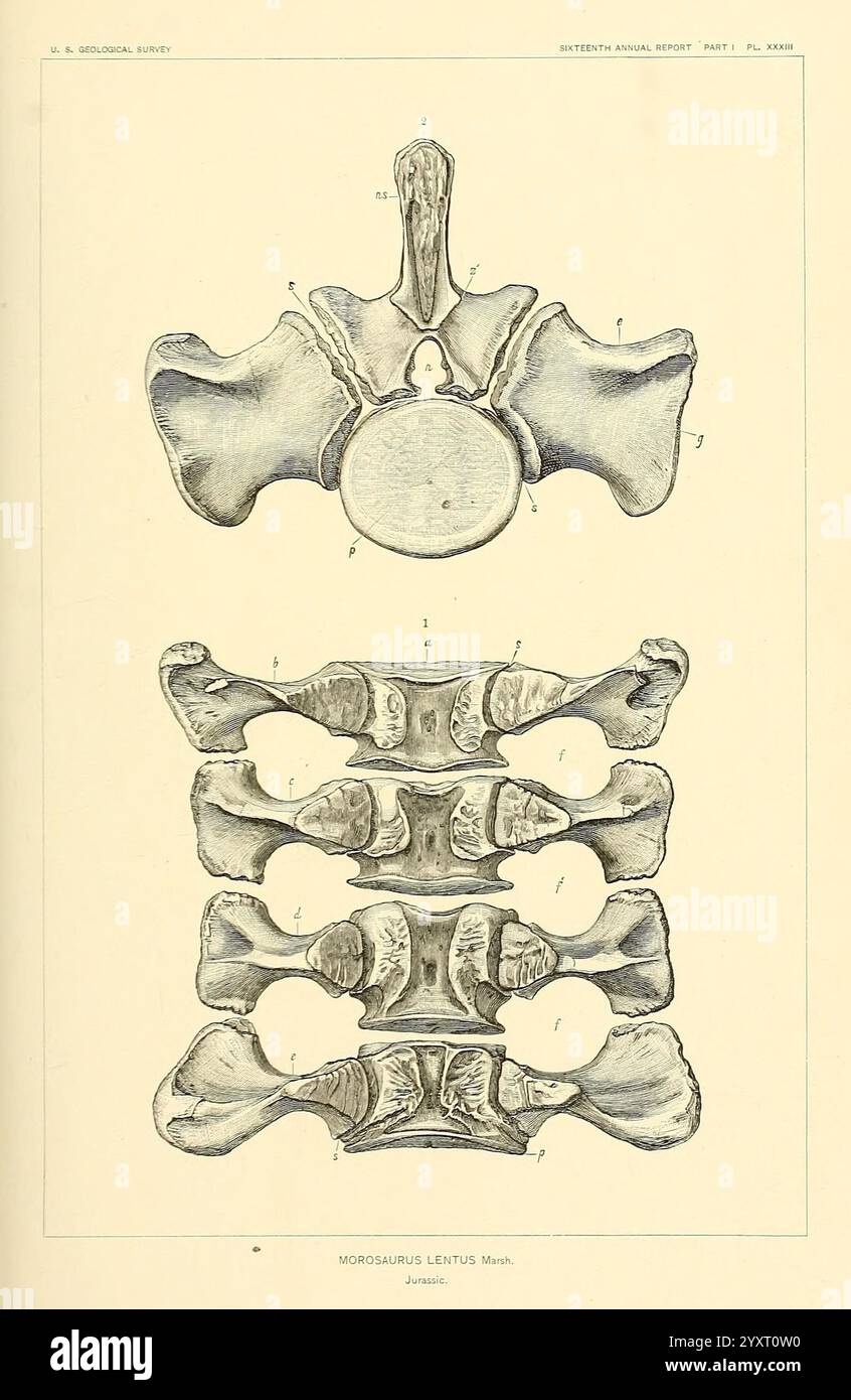Understanding vertebral anatomy hi-res stock photography and images - Alamy