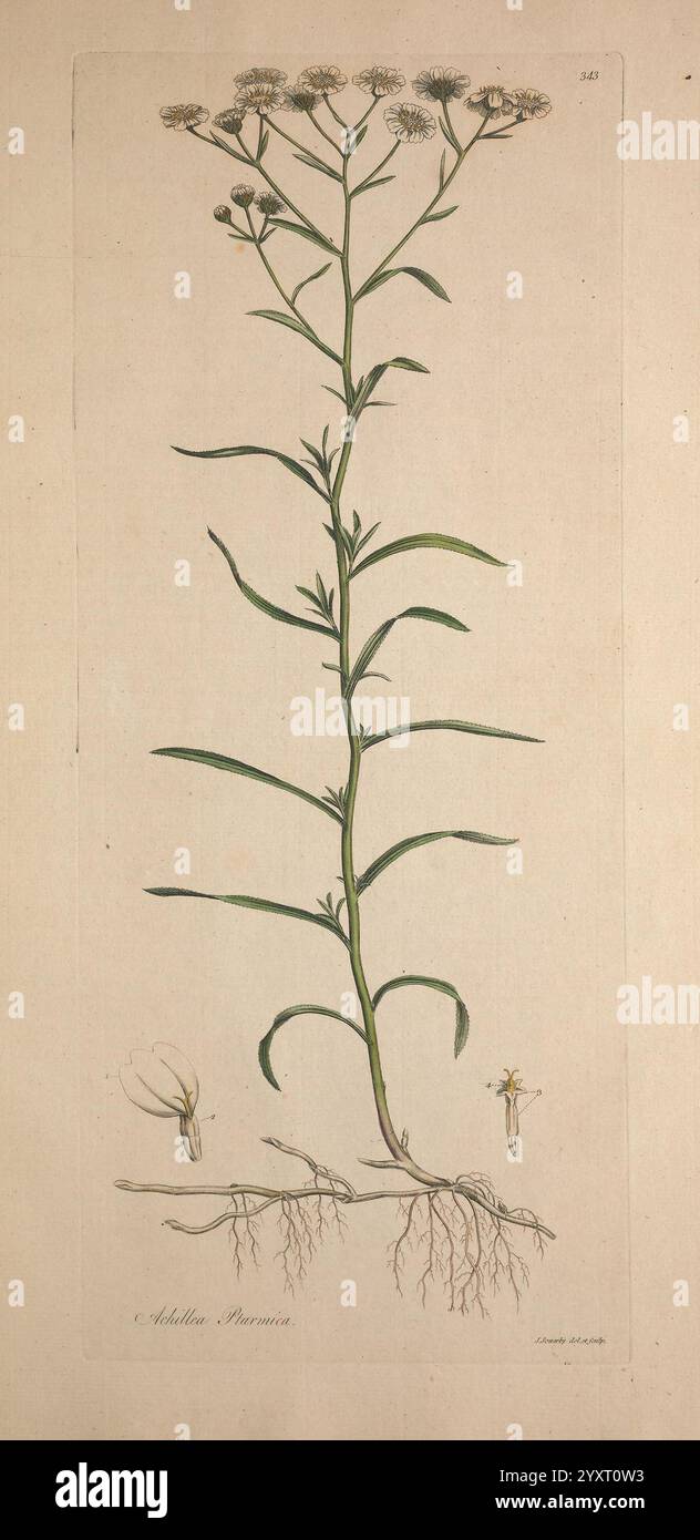 Flora Londinensis, or Plates and descriptions of such plants as grow ...