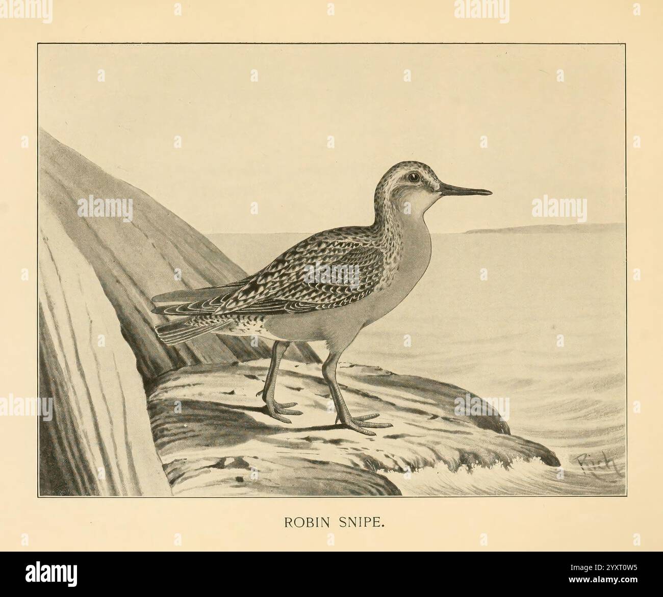 Robin snipe hi-res stock photography and images - Alamy