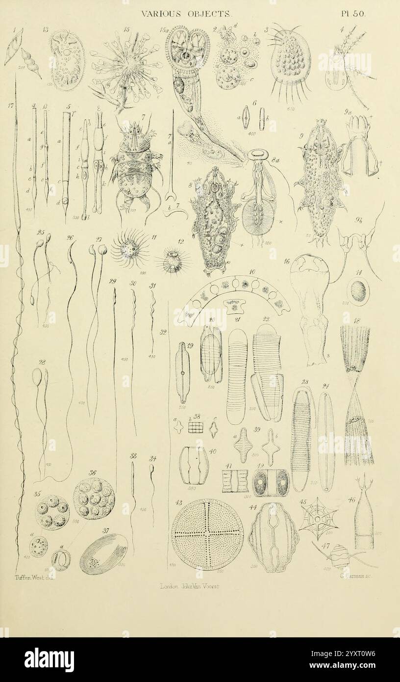 The micrographic dictionary, London, J. Van Voorst, 1883, dictionaries ...