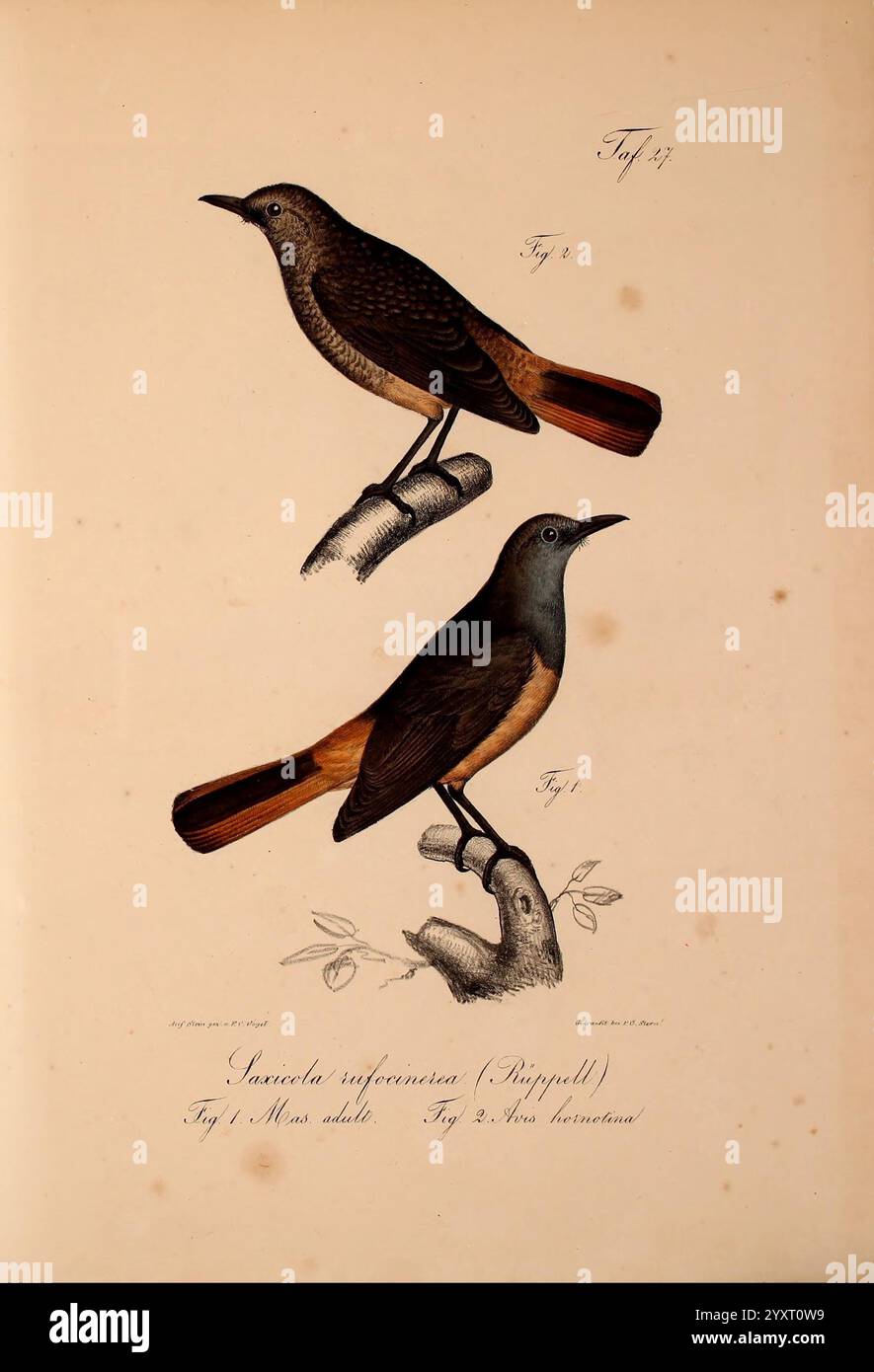 Slightly different color palette hi-res stock photography and images ...