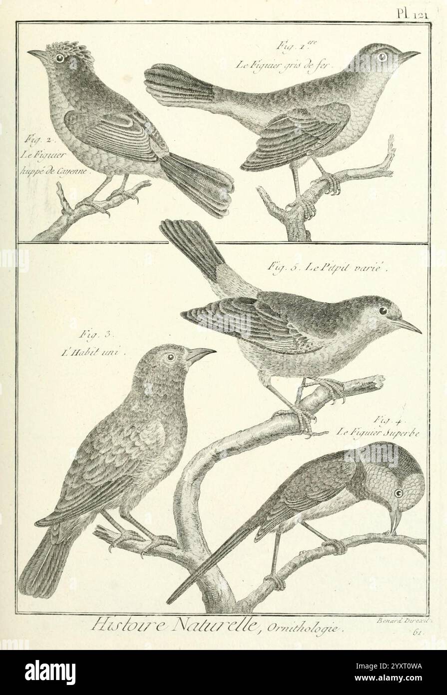 Lower right showcases another bird hi-res stock photography and images ...