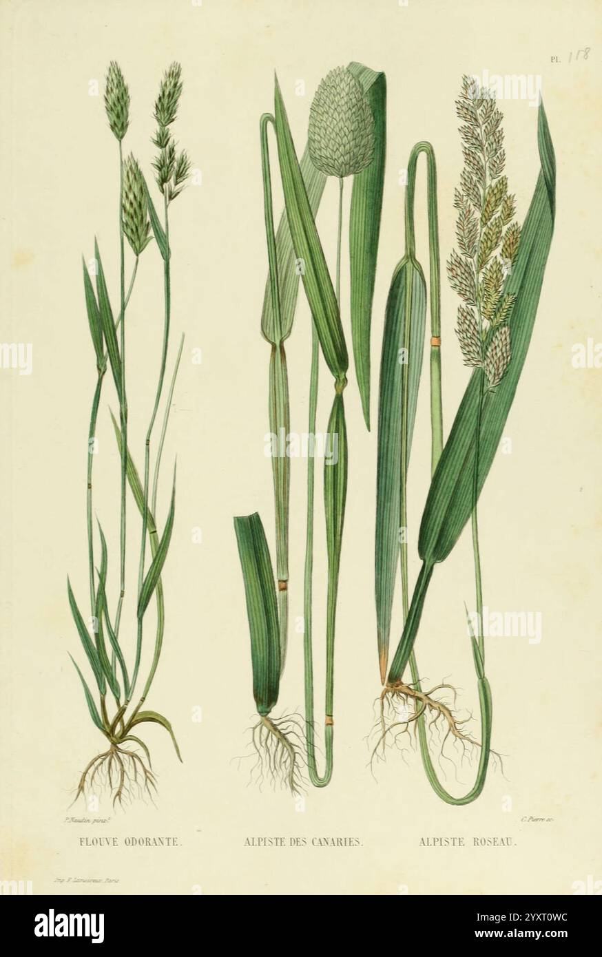 Slender grass variety hi-res stock photography and images - Alamy