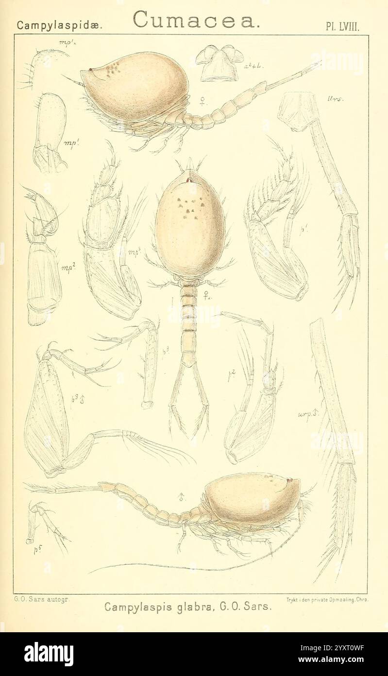 Species campylaspis glabra hi-res stock photography and images - Alamy