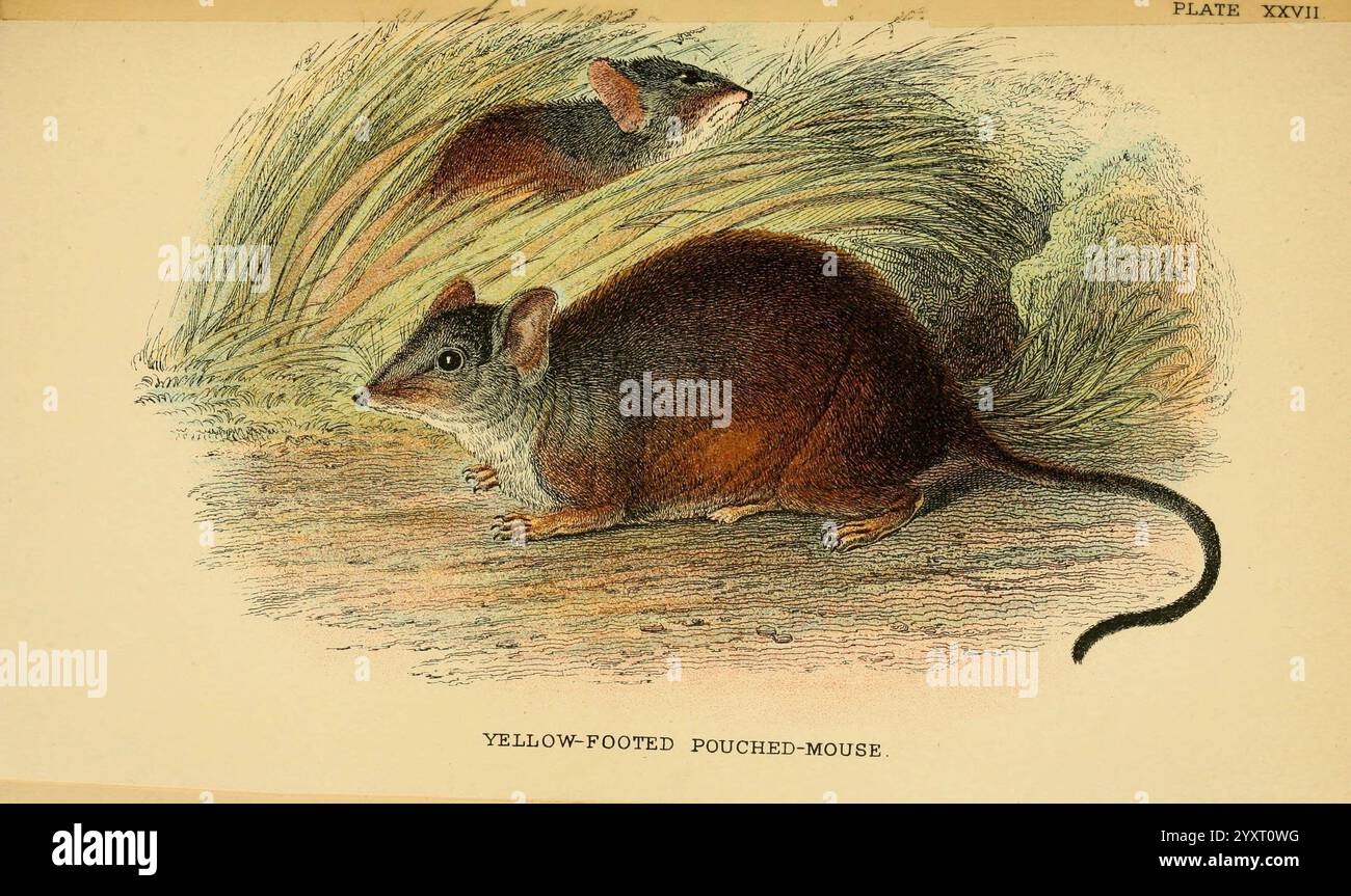 A hand-book to the Marsupialia and Monotremata London, E. Lloyd, 1896 ...