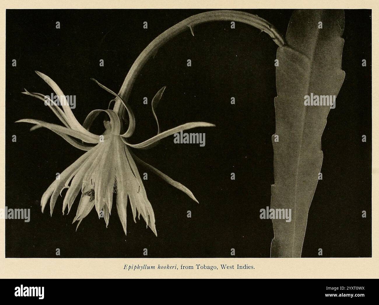 Presented sideways hi-res stock photography and images - Alamy