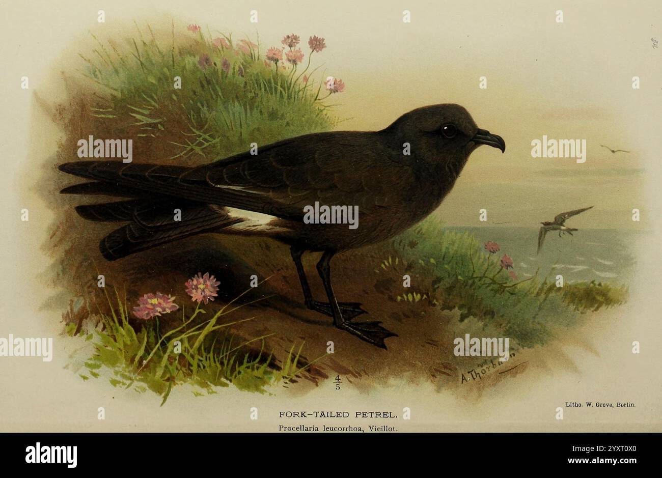 Another sleek bird hi-res stock photography and images - Alamy