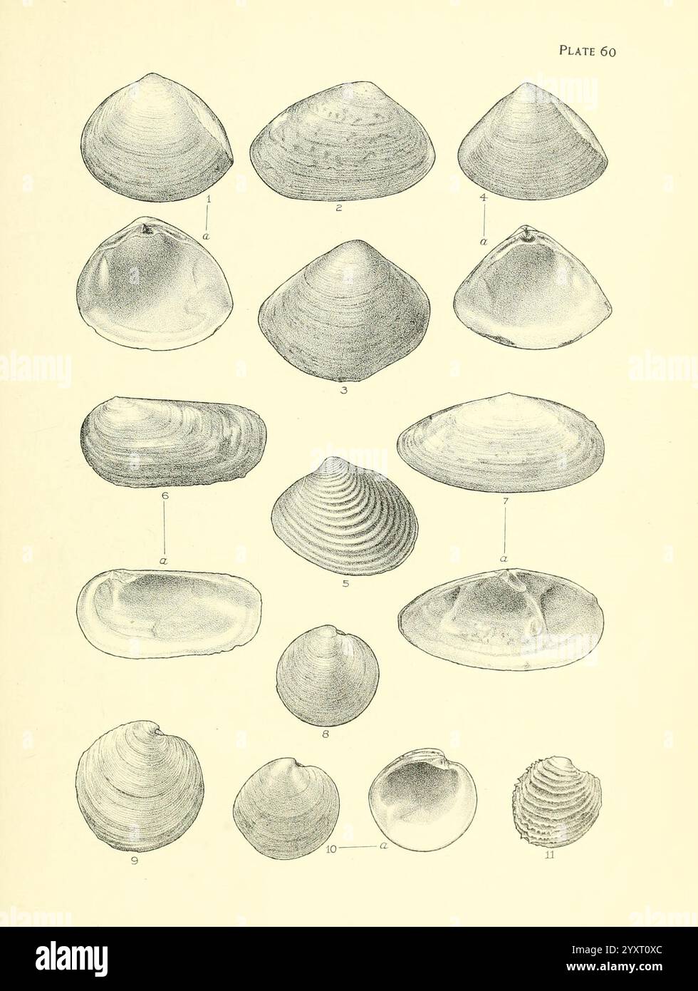 Highlight different varieties hi-res stock photography and images - Alamy