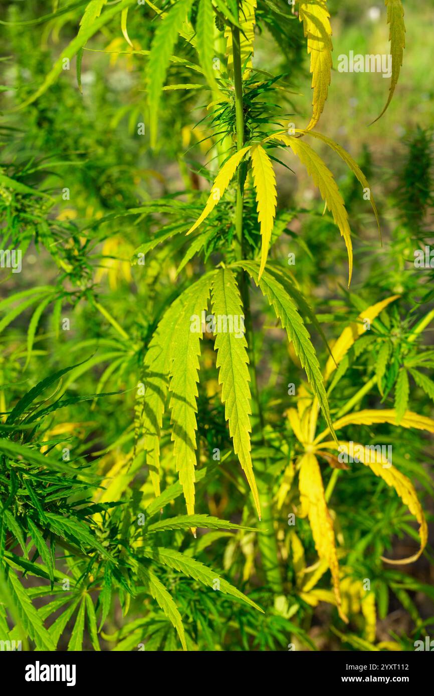 Bright green and yellow cannabis leaves grow together in a lush setting ...