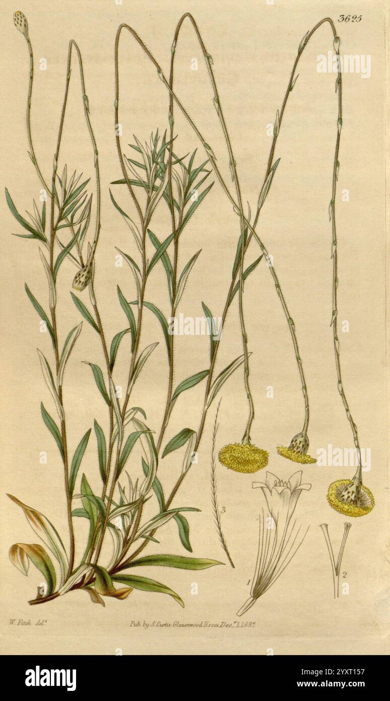 Circular floral structures hi-res stock photography and images - Alamy