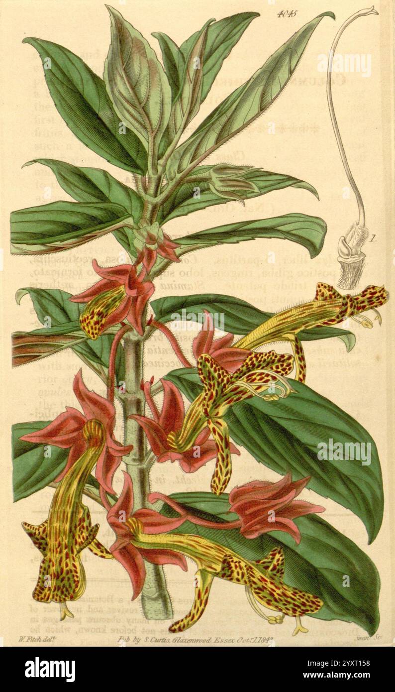 Curtis's Botanical Magazine London New York Botanical Illustration ...