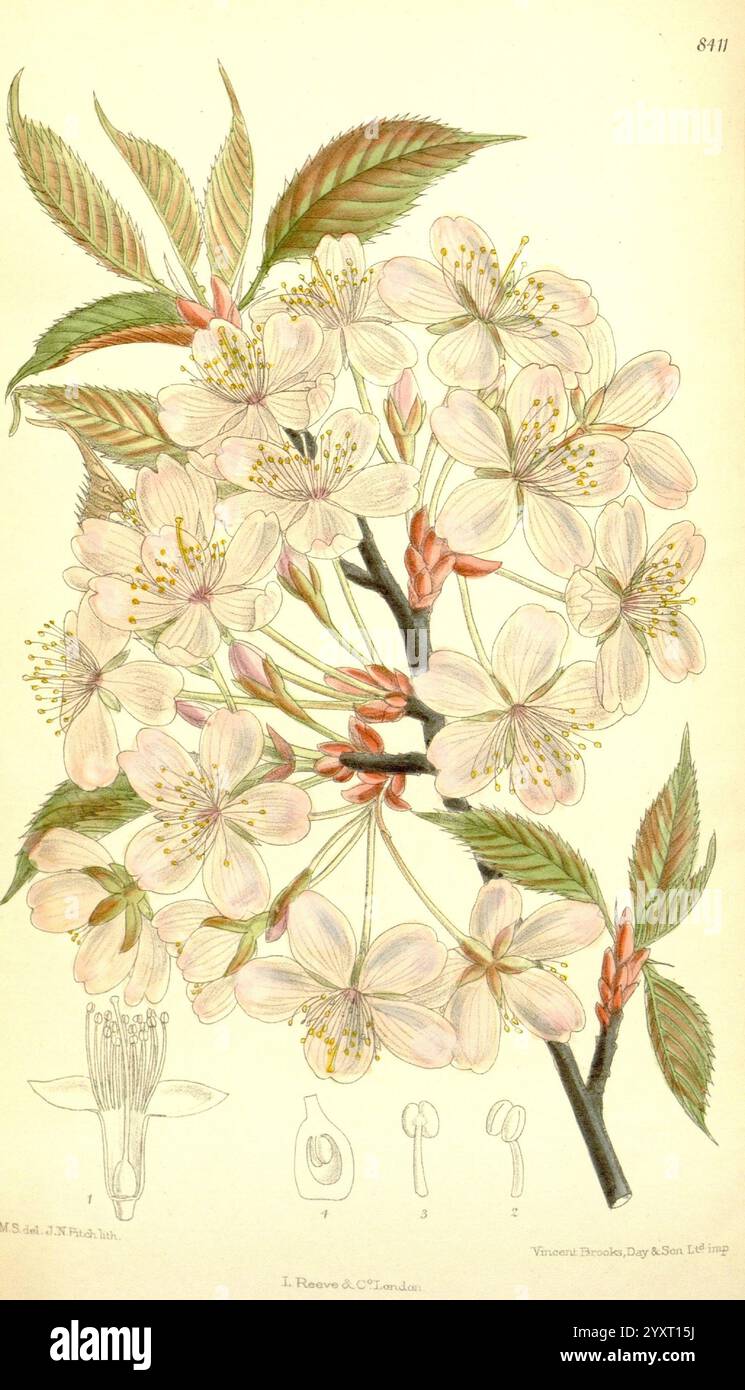 Detailed botanical sketches enhance hi-res stock photography and images ...
