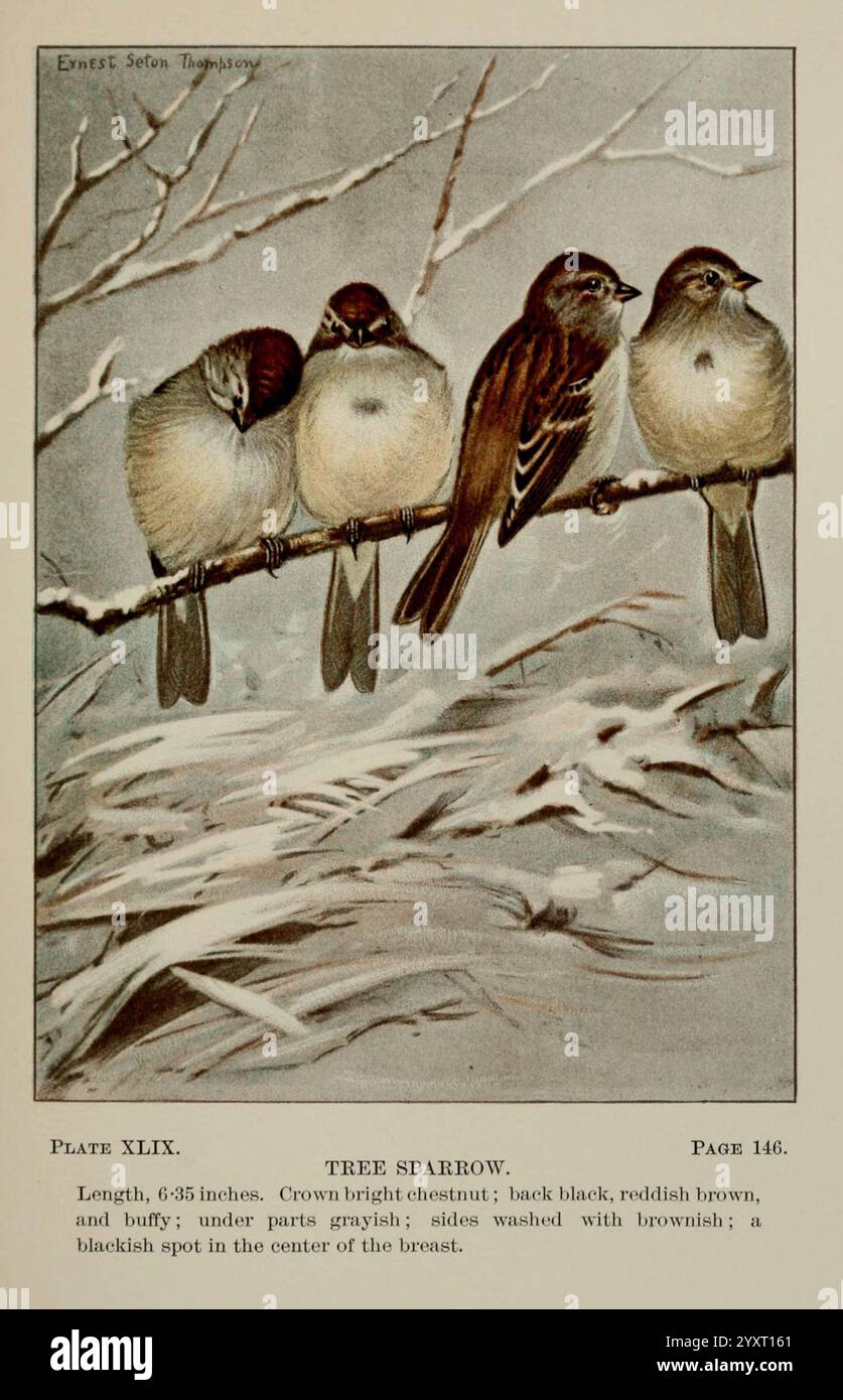 Four tree sparrows hi-res stock photography and images - Alamy