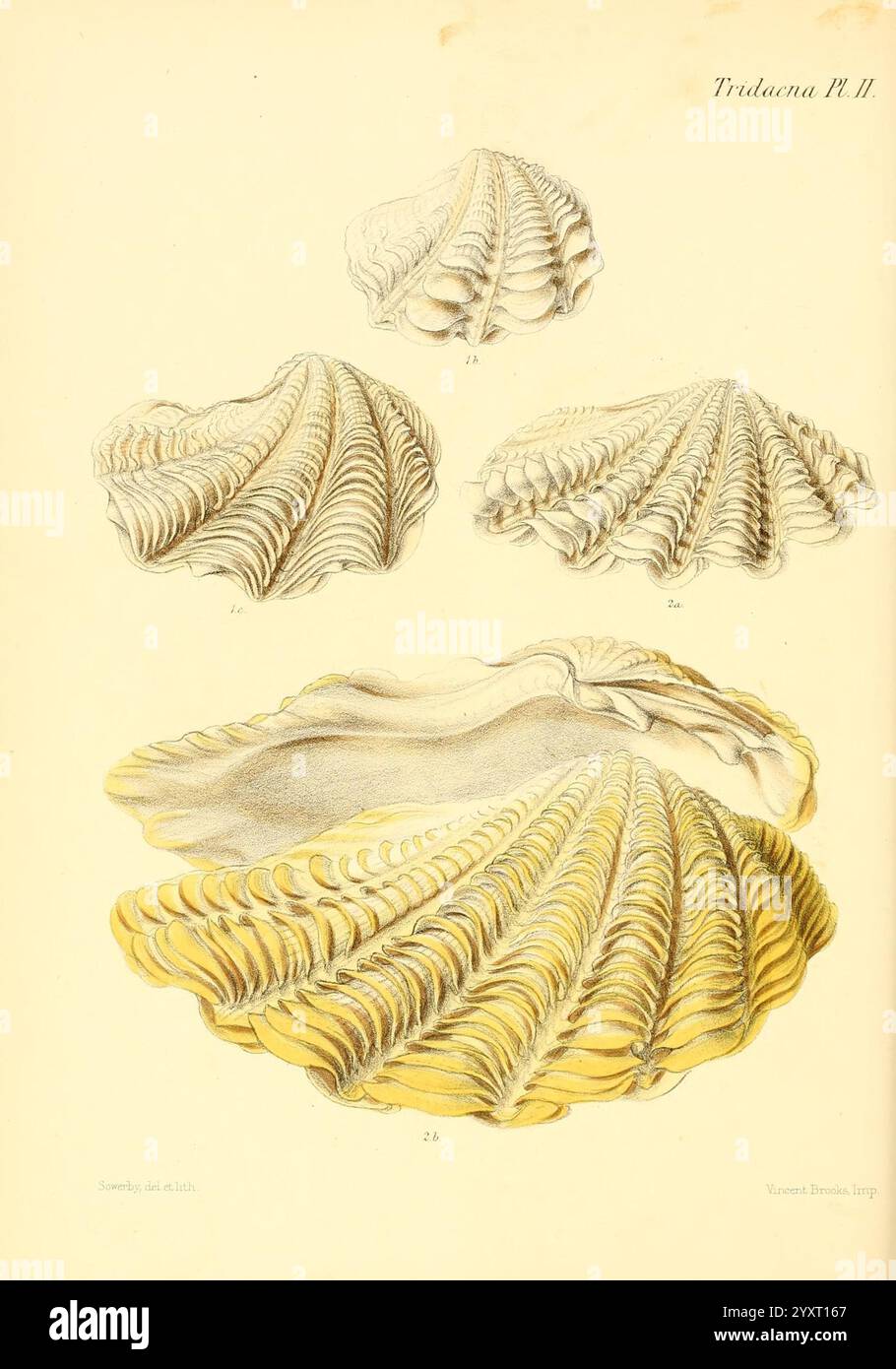 Unique ribbed texture hi-res stock photography and images - Alamy