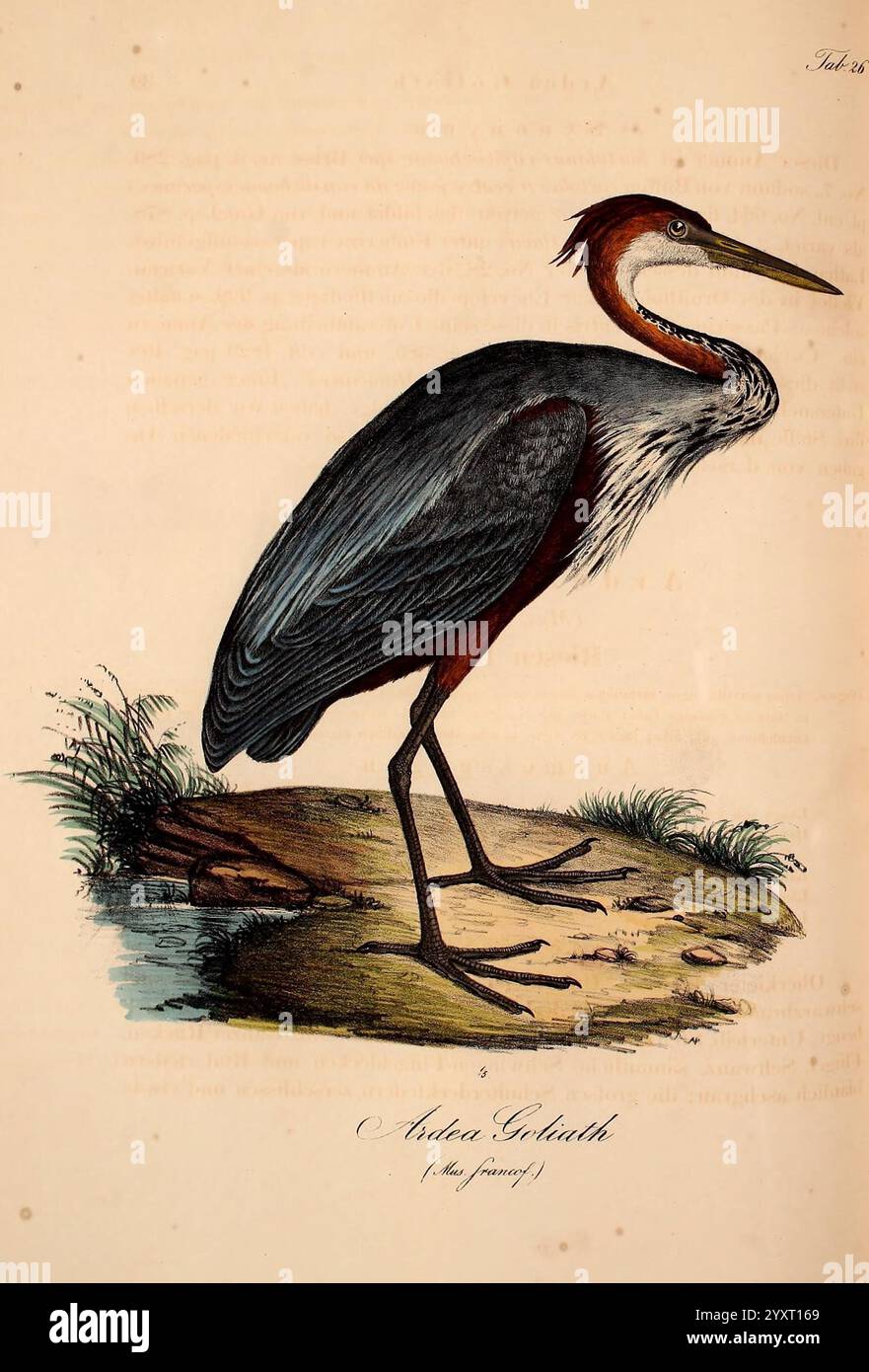 Predominantly reddish brown plumage showcases hi-res stock photography ...