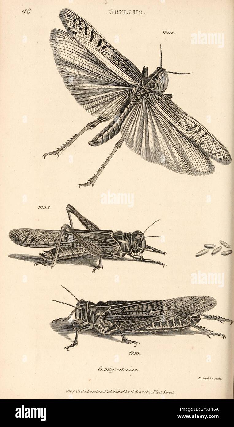 Middle depiction offers hi-res stock photography and images - Alamy