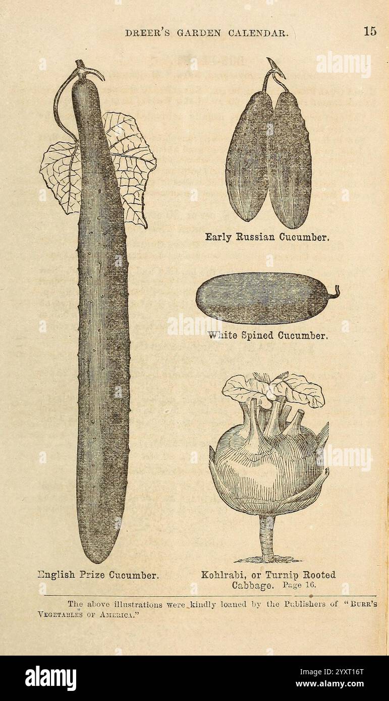 English prize cucumber hi-res stock photography and images - Alamy