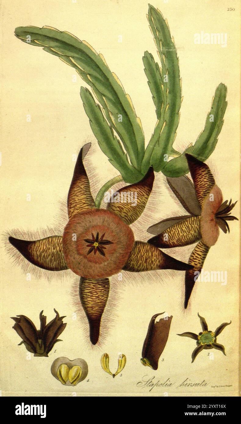 1823 27 great britain pictorial works plants plants hi-res stock ...