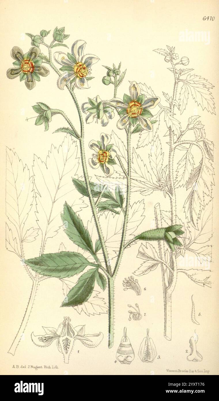Curtis's Botanical Magazine London New York Botanical Illustration ...