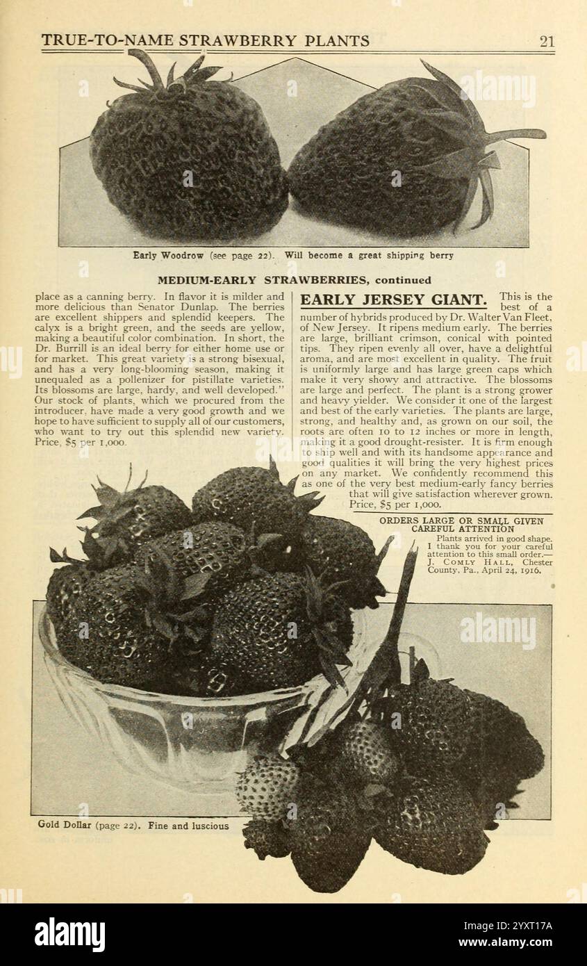 Detailed description outlines different varieties hi-res stock ...