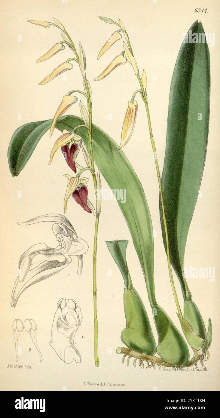 Orchid taxonomy hi-res stock photography and images - Alamy