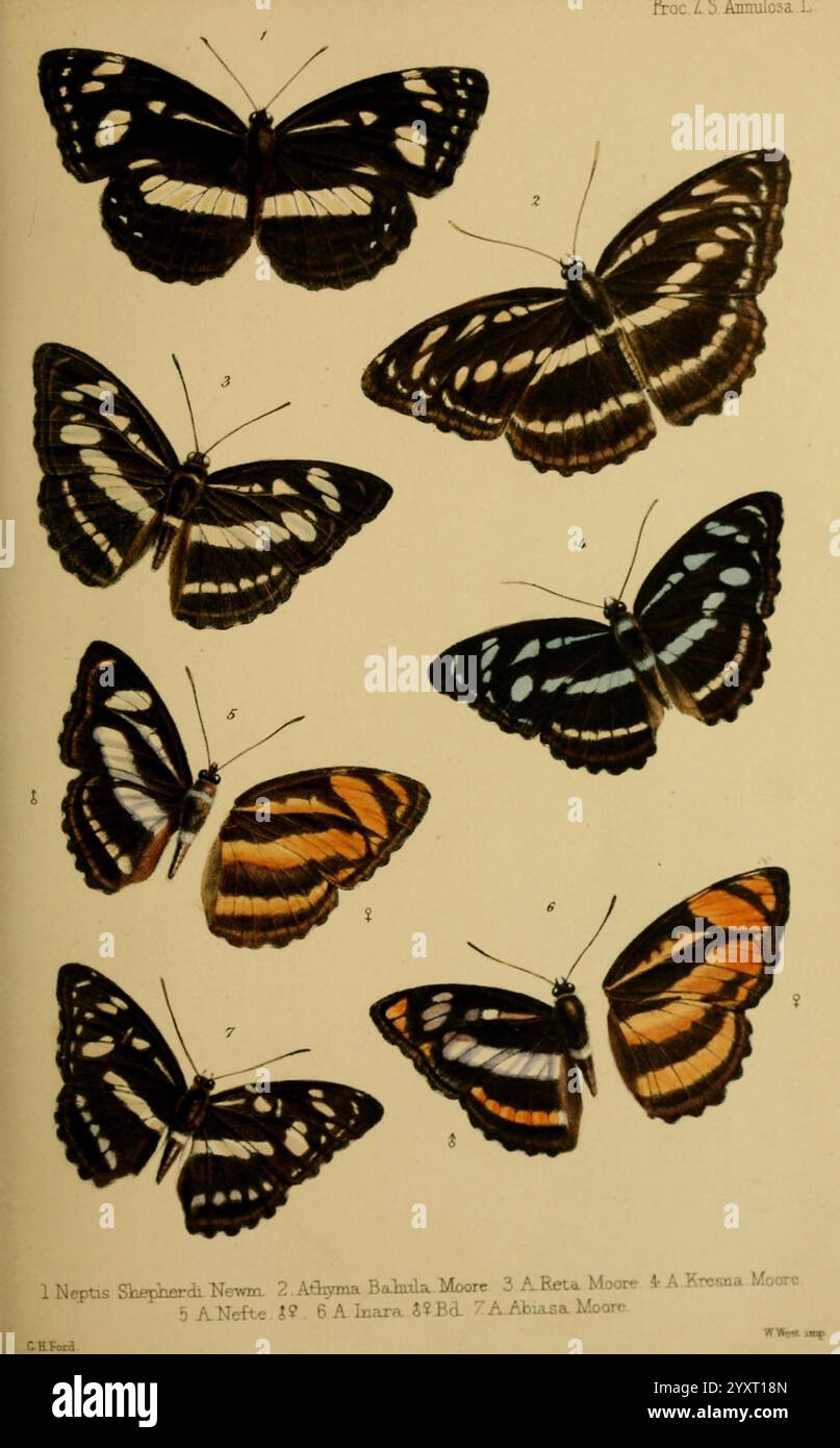 Trinomial athyma nefte taxonomy hi-res stock photography and images - Alamy