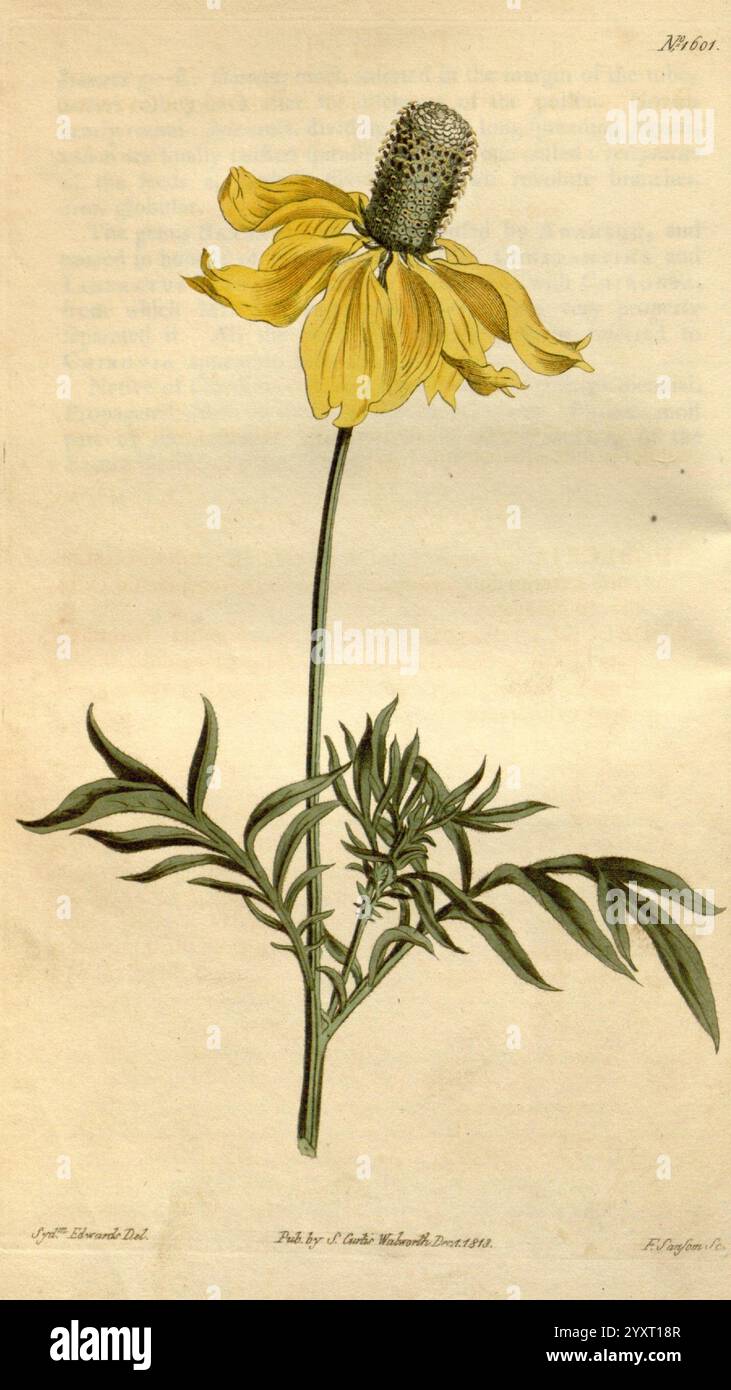 Curtis's Botanical Magazine, London, New York, botanical illustration ...