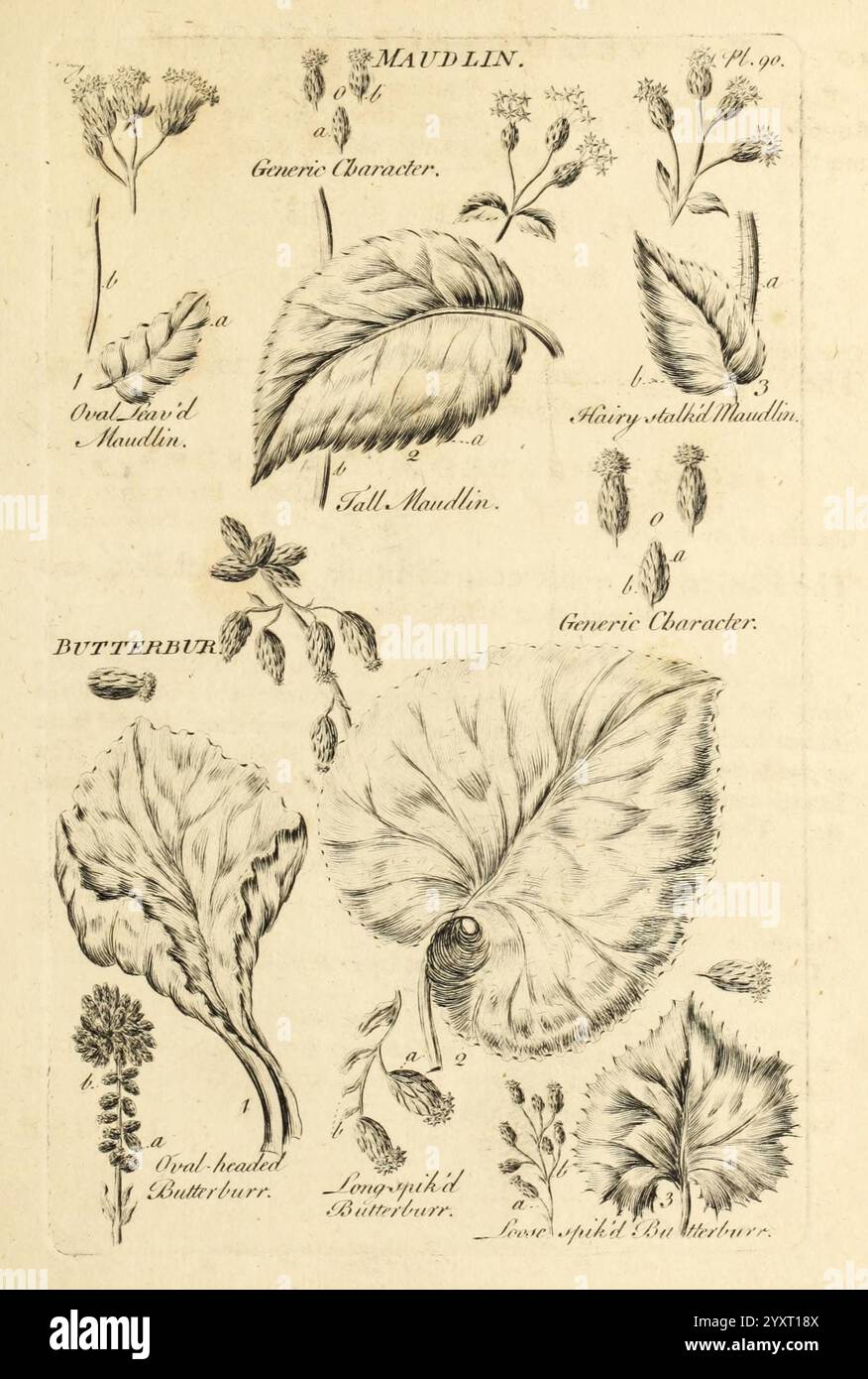 Additional leaf types hi-res stock photography and images - Alamy