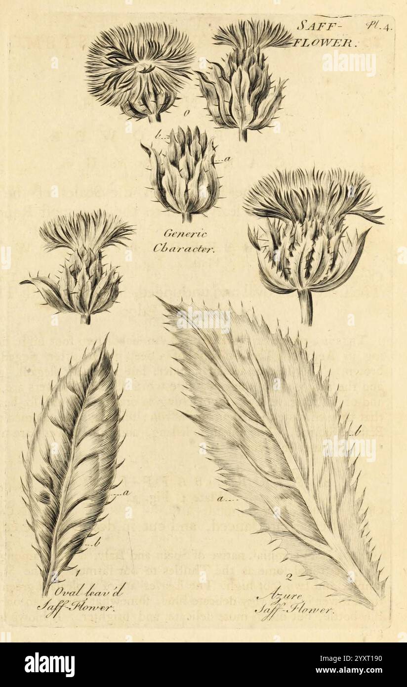 Associated botanical labels hi-res stock photography and images - Alamy