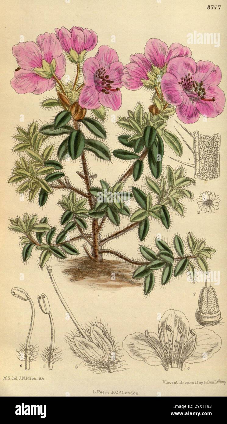 Curtis's Botanical Magazine, London, New York, botanical illustration ...