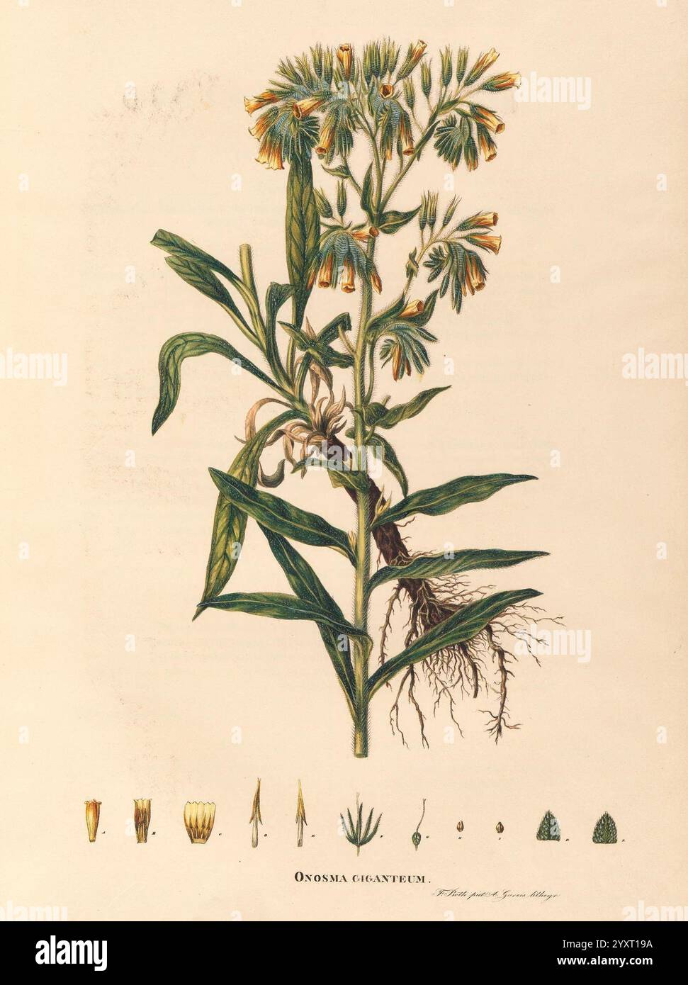 Hortus canalius, Prague, Ex typo-et litho-graphia Theophili Haase, 1823 ...