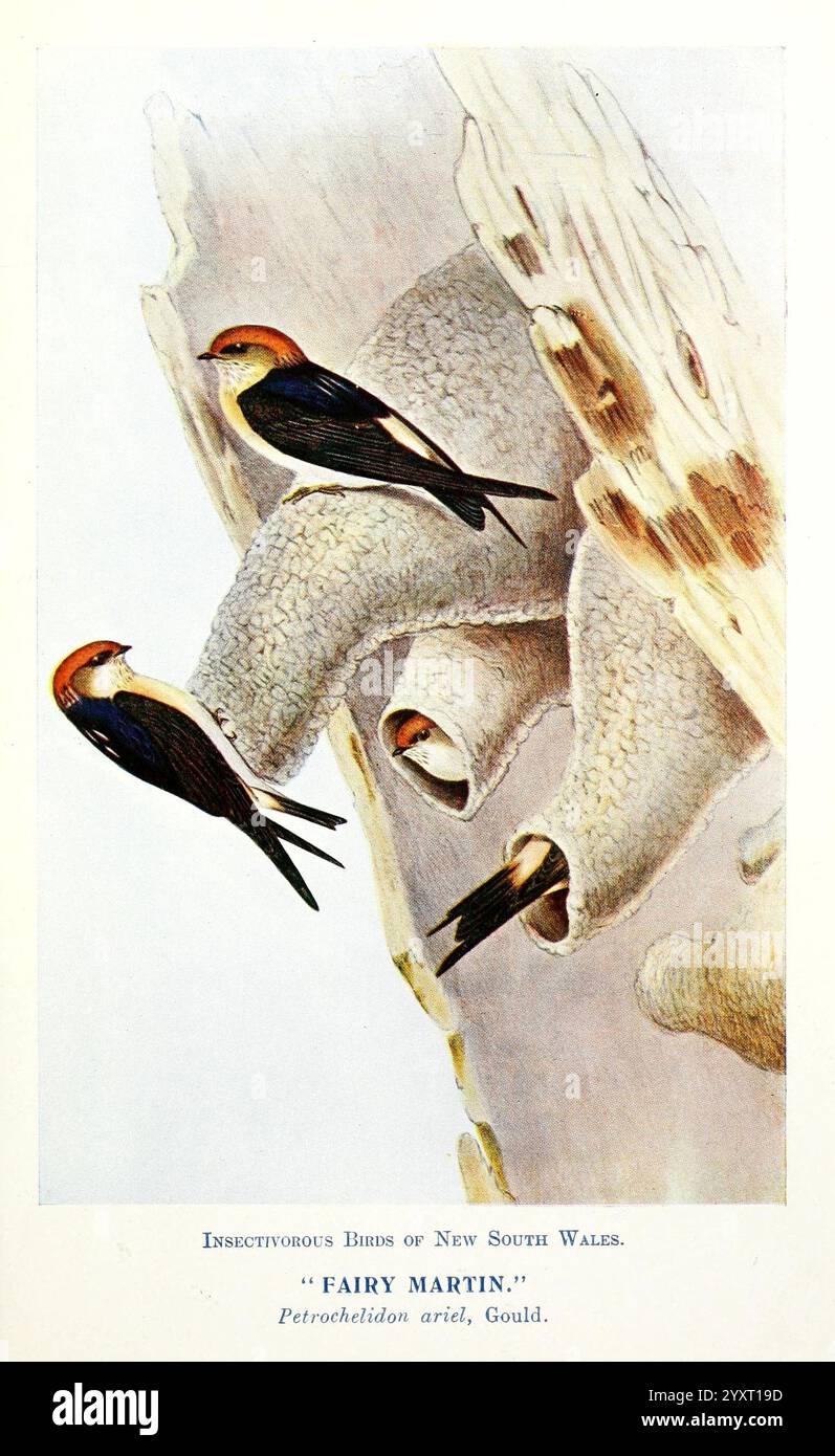 Some, useful, Australian, birds, Sydney, W.A, Gullick, Govt, Printer ...