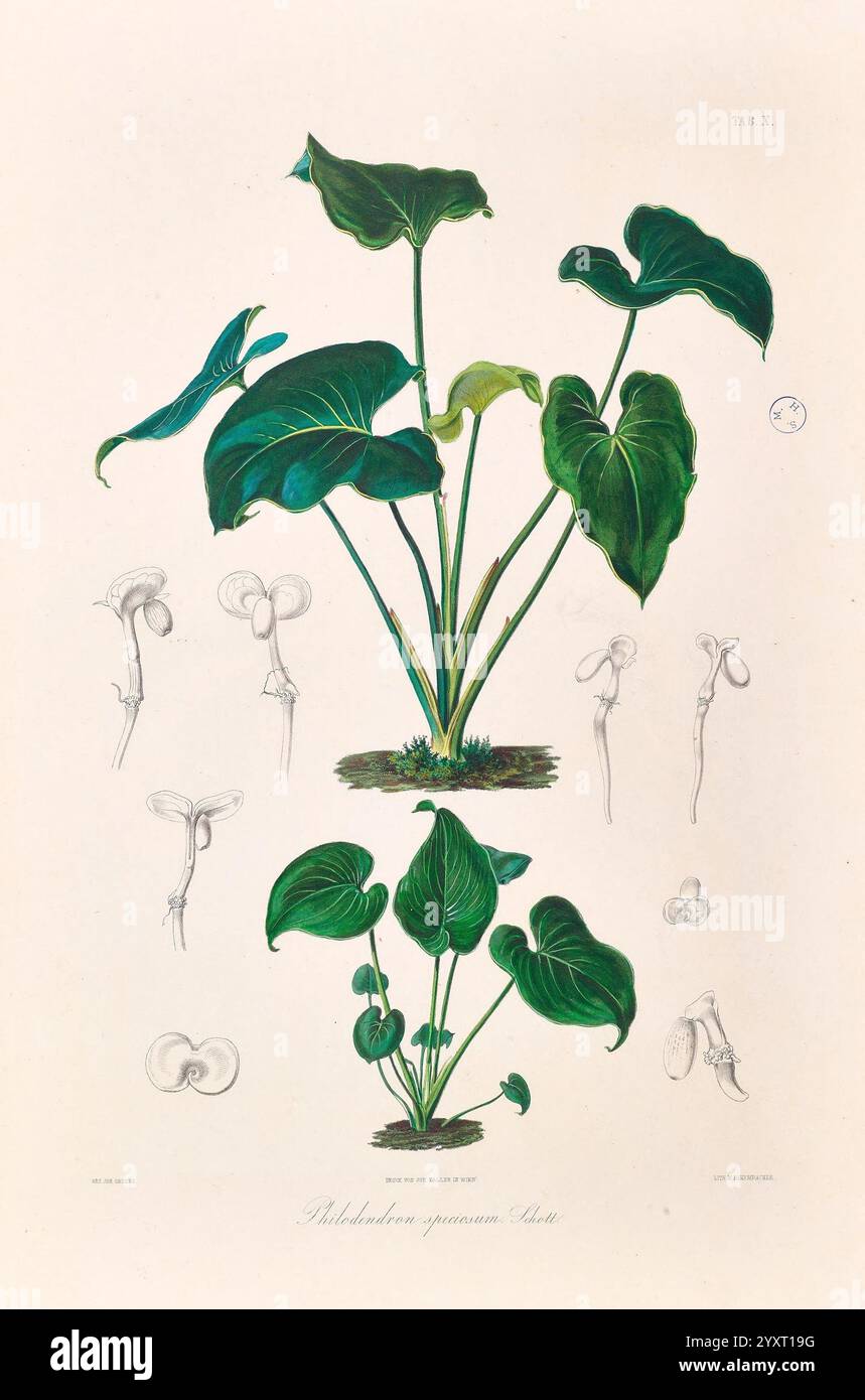 Icones Aroidearum Vindobonae 1857 araceae pictorial works aroids ...