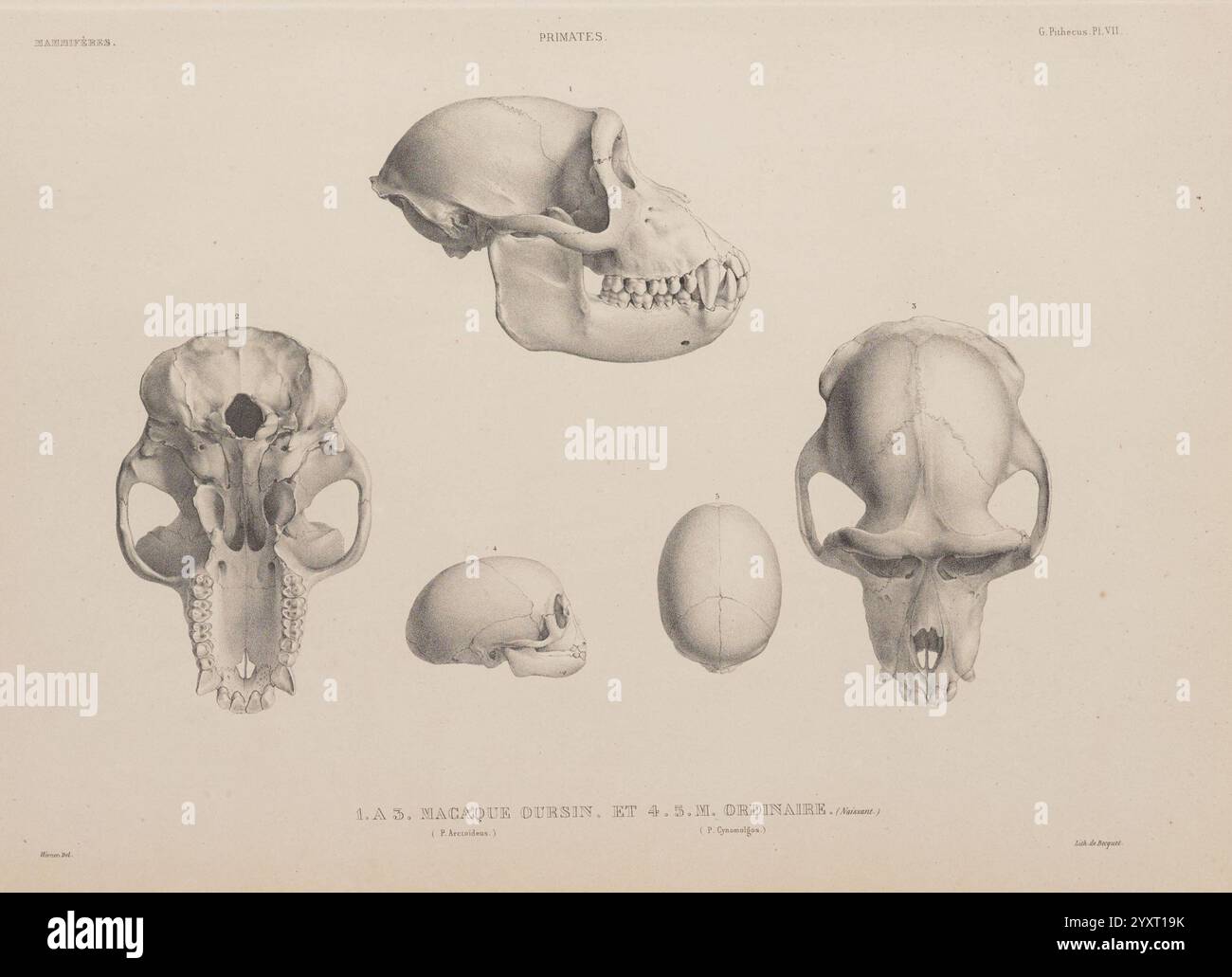 Understanding cranial anatomy hi-res stock photography and images - Alamy