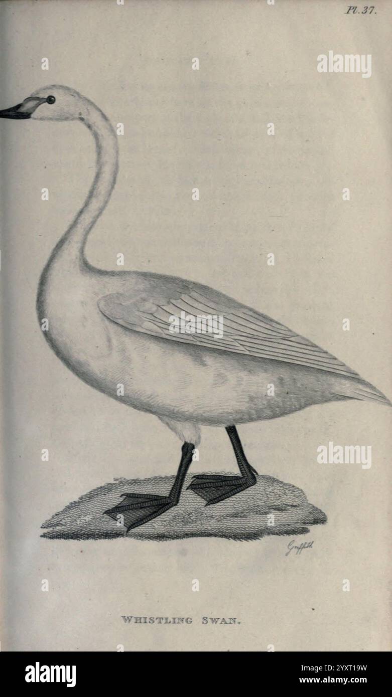 General zoology, or Systematic natural history, London, Printed for G ...