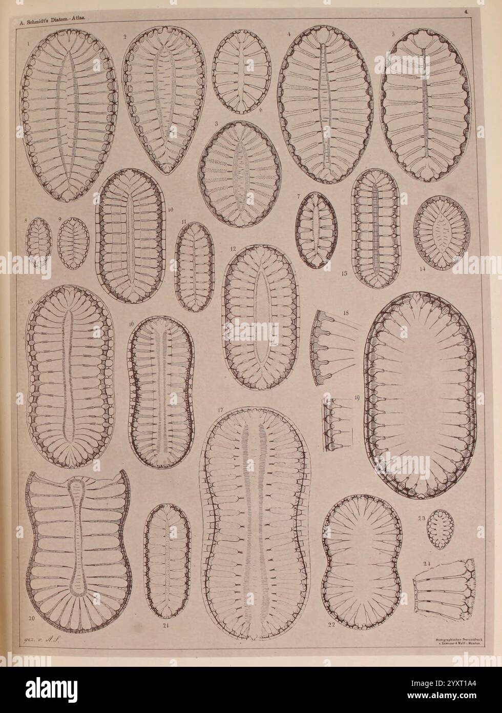 Atlas der Diatomaceen-Kunde, Leipzig, O.R. Reisland, 1874-19, atlases ...
