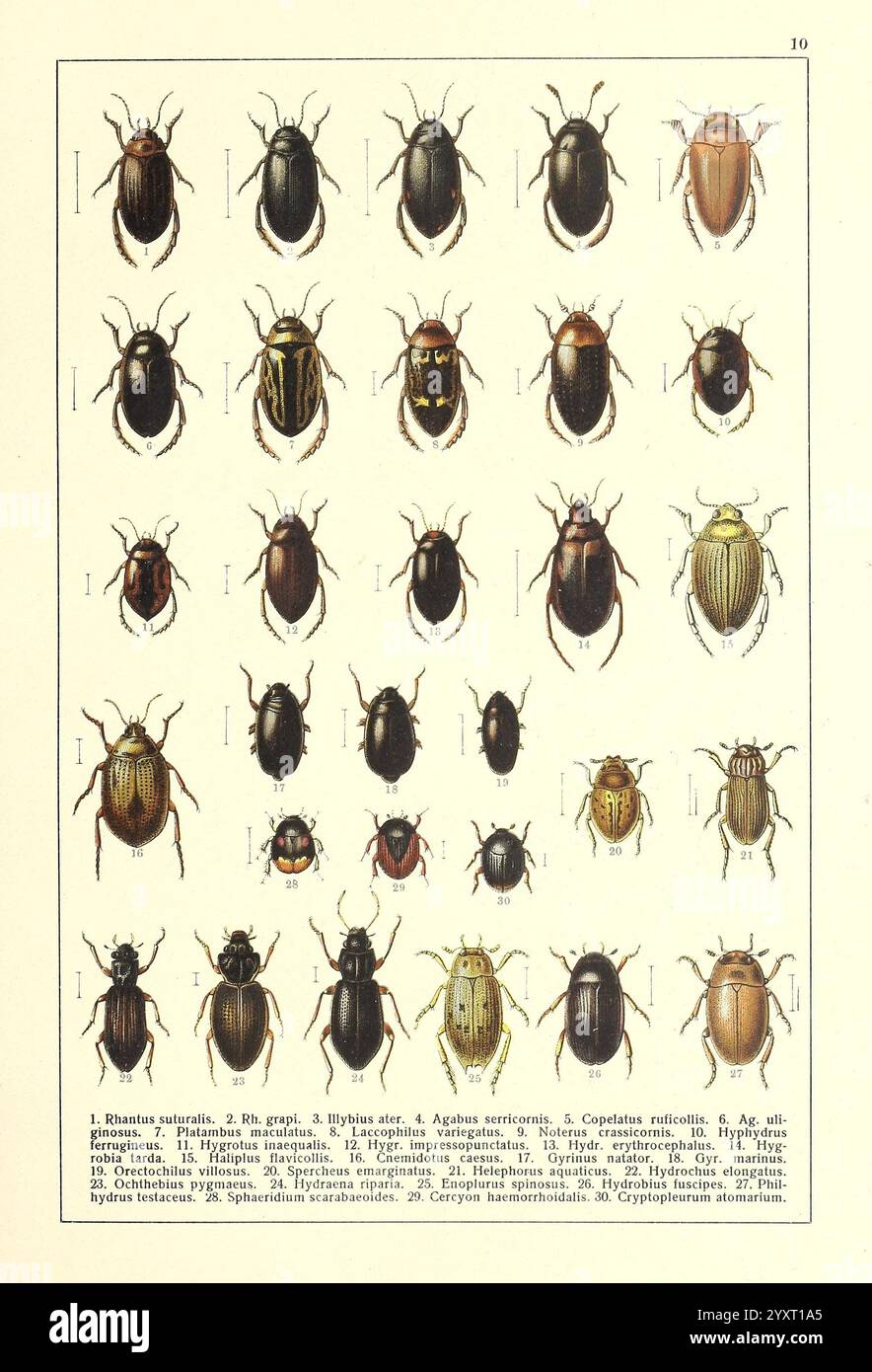 Zhuki Rossii i zapadnoĭ Evropy, S.-Peterburg, Devrien, 1905-1915 ...