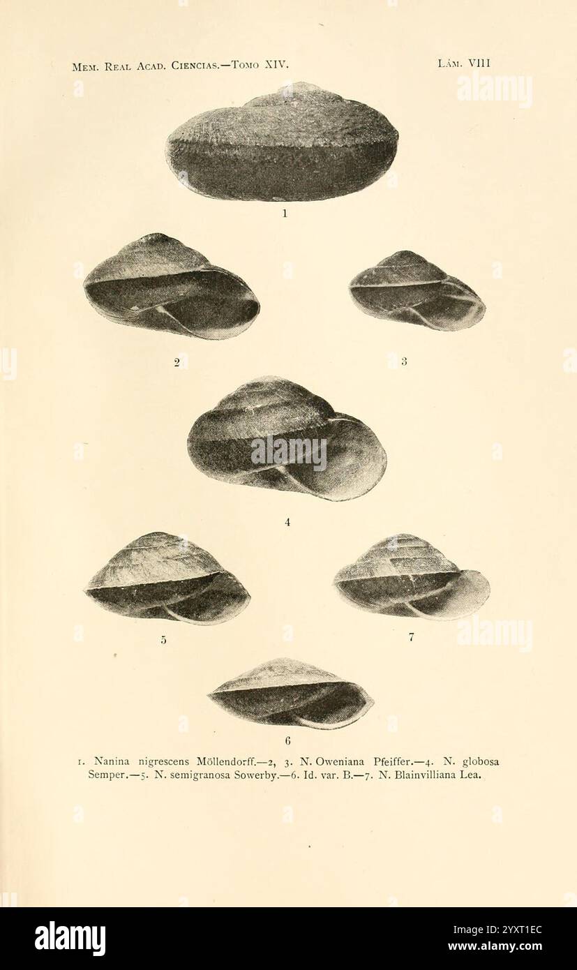 Oval shaped specimen displays hi-res stock photography and images - Alamy