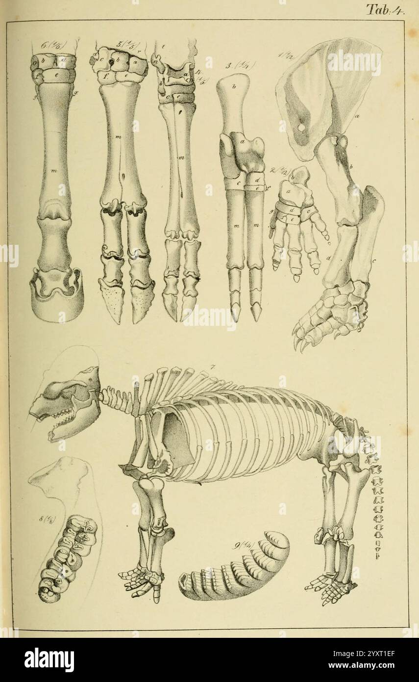 Bones across different species hi-res stock photography and images - Alamy