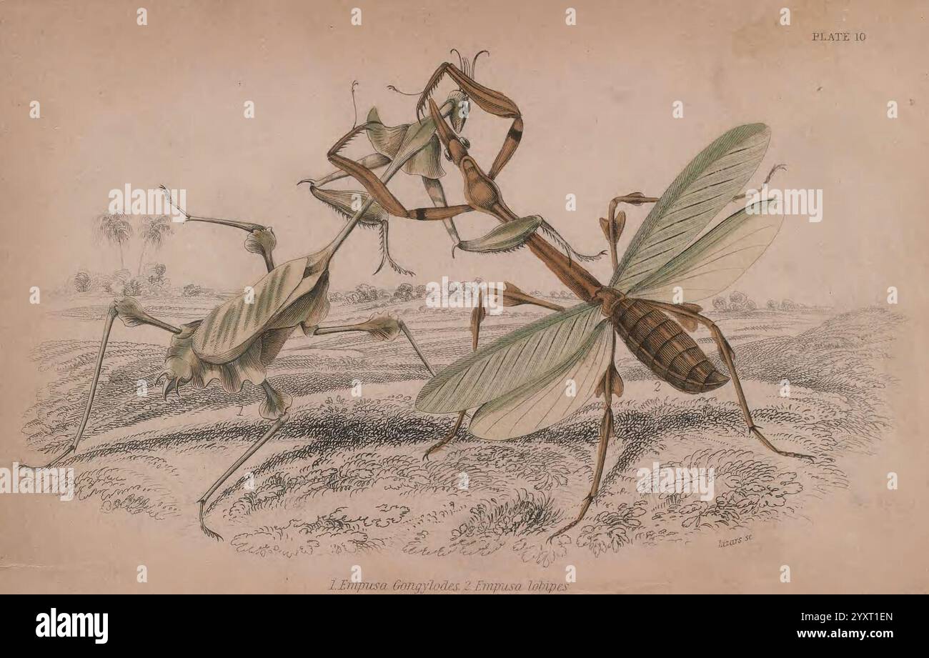 Characteristic bent legs hi-res stock photography and images - Alamy