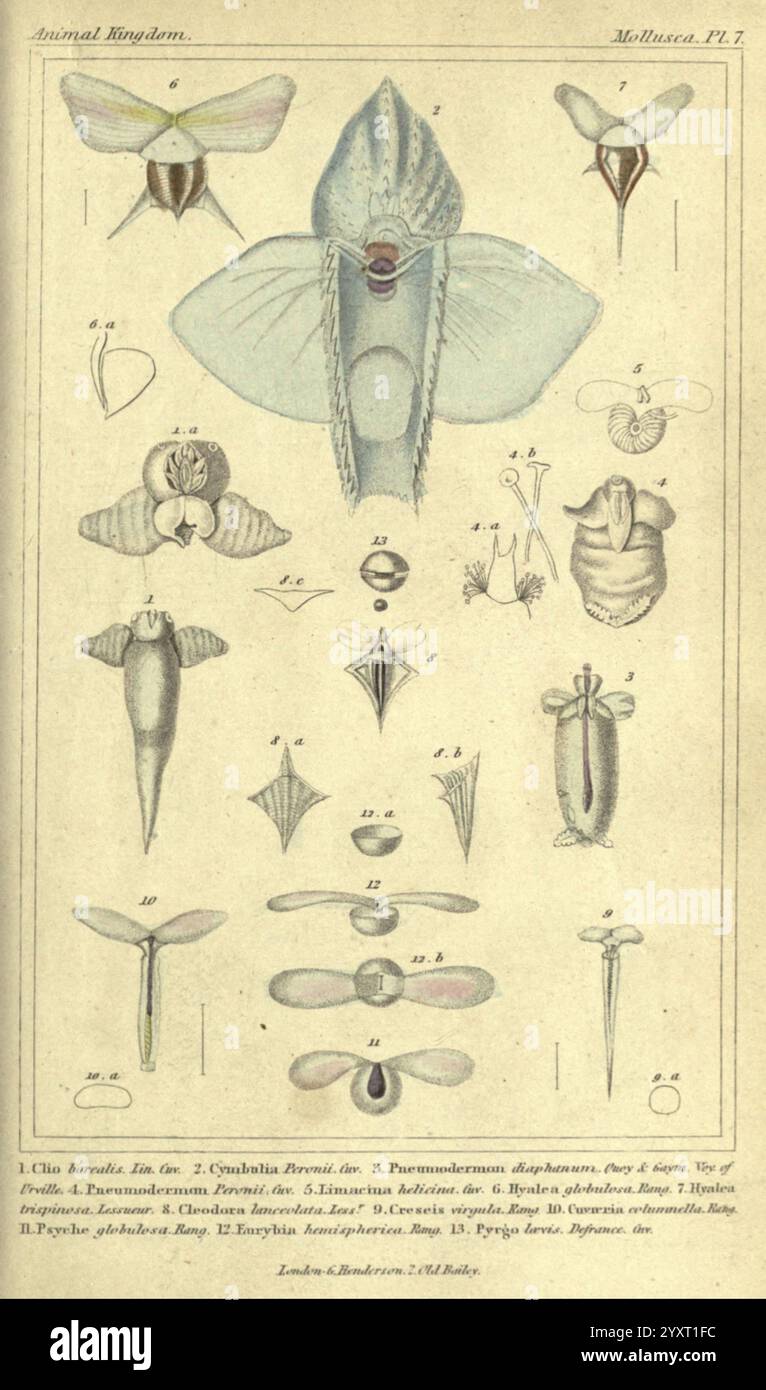 The animal kingdom, arranged according to its organization, London, G ...