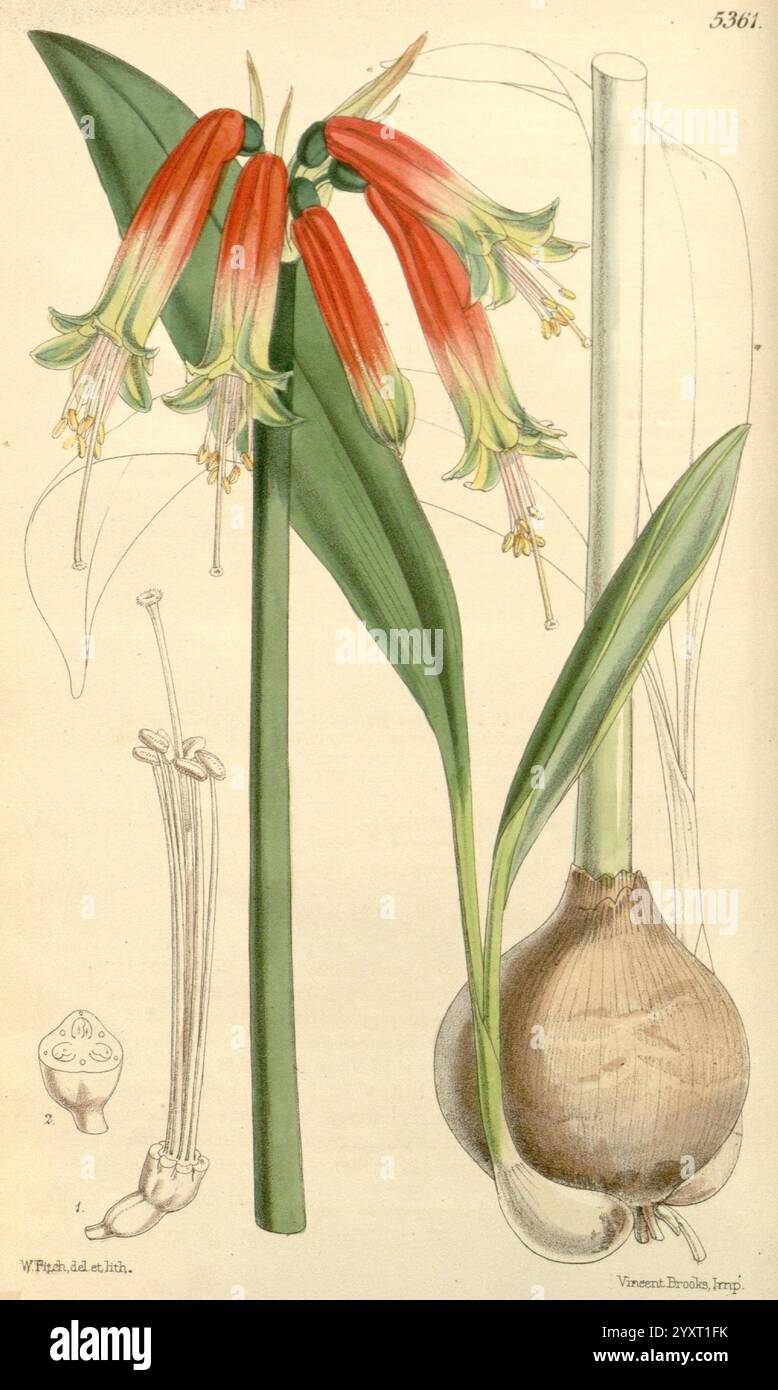 Curtis's Botanical Magazine, London, New York, Botany, Periodicals ...