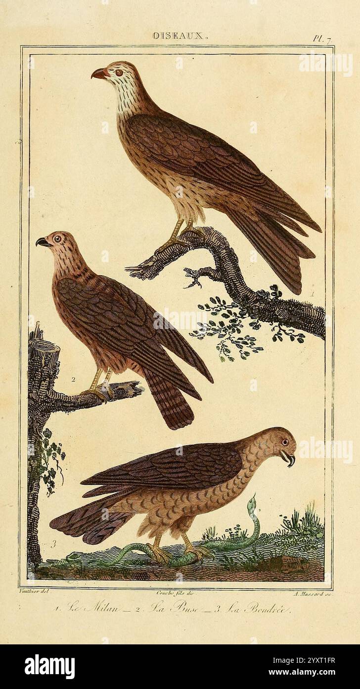 Illustration showcases three distinct birds hi-res stock photography ...