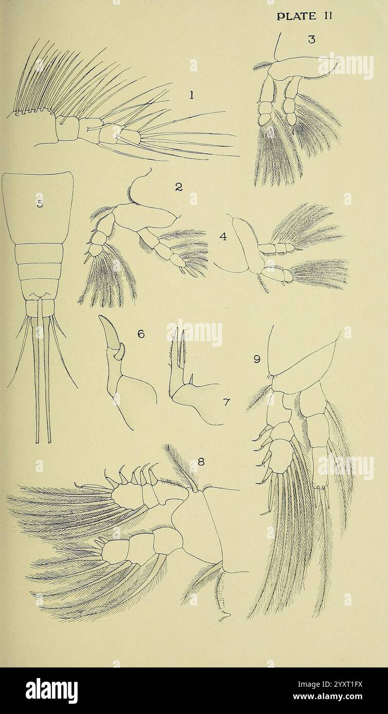 The British parasitic Copepoda, London, 1913, Great Britain, parasites ...