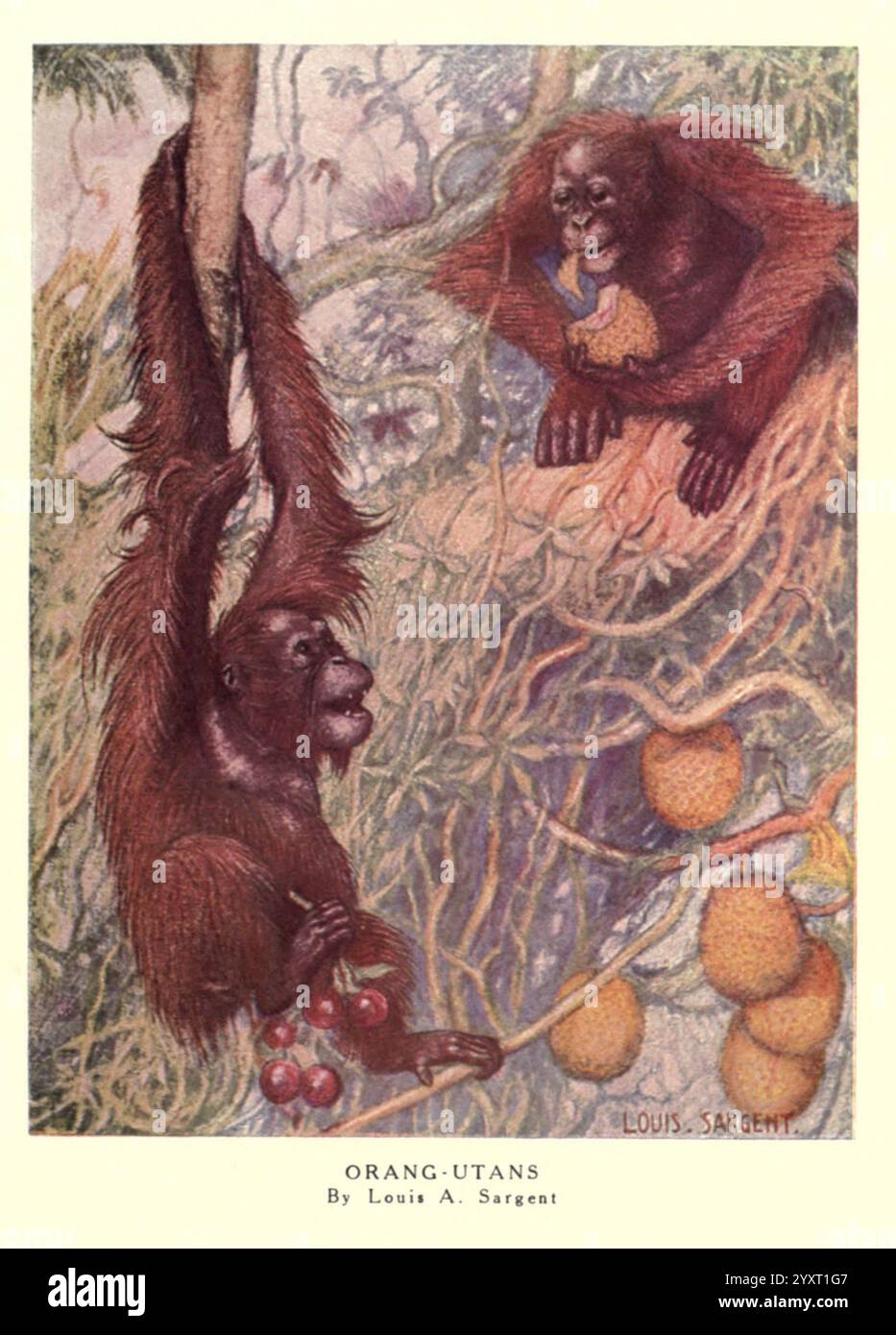 Fascinating tree fruits hi-res stock photography and images - Alamy