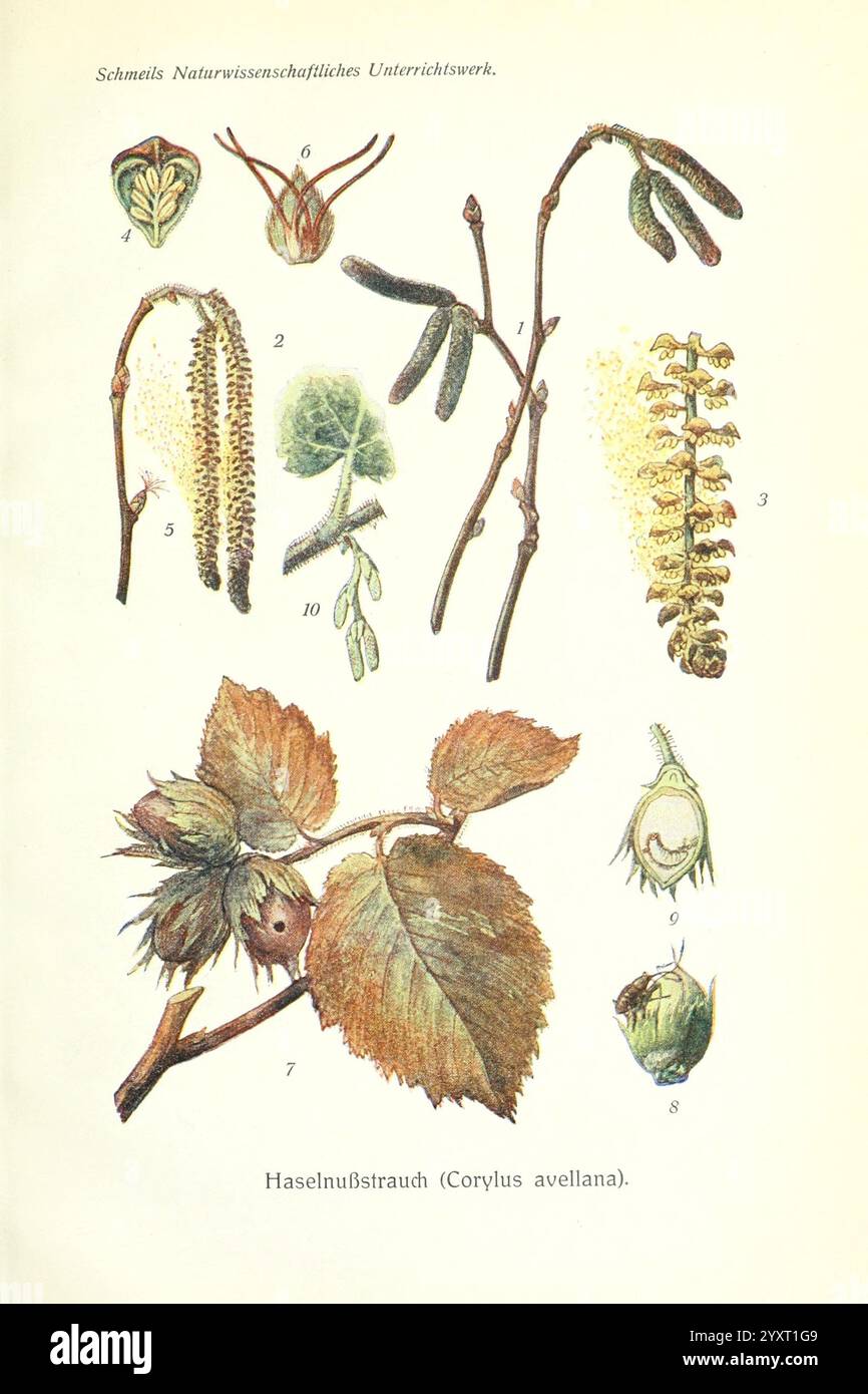 Lehrbuch der Botanik Leipzig Quelle & Meyer 1911 botany, This ...