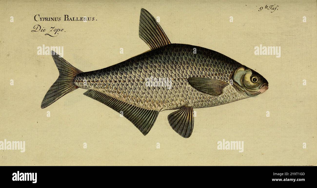 D. Marcus Elieser Bloch's, ausübenden Arztes zu Berlin. Atlas. Berlin ...