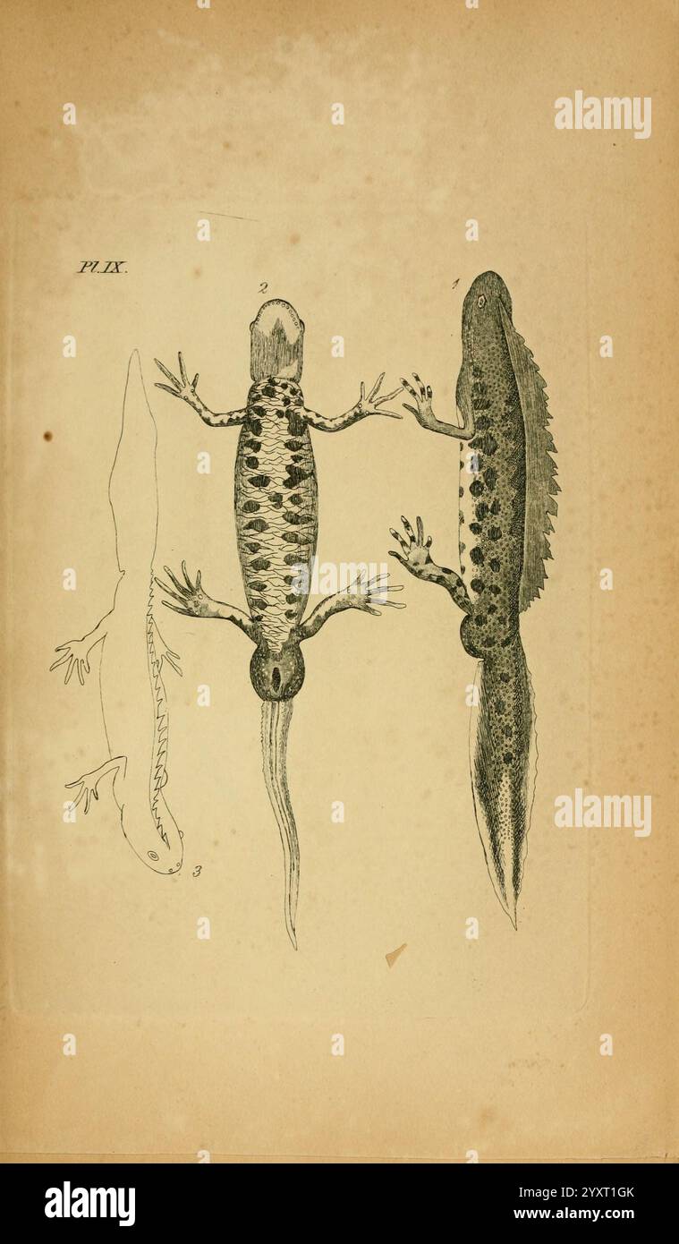 Pronounced dorsal features hi-res stock photography and images - Alamy