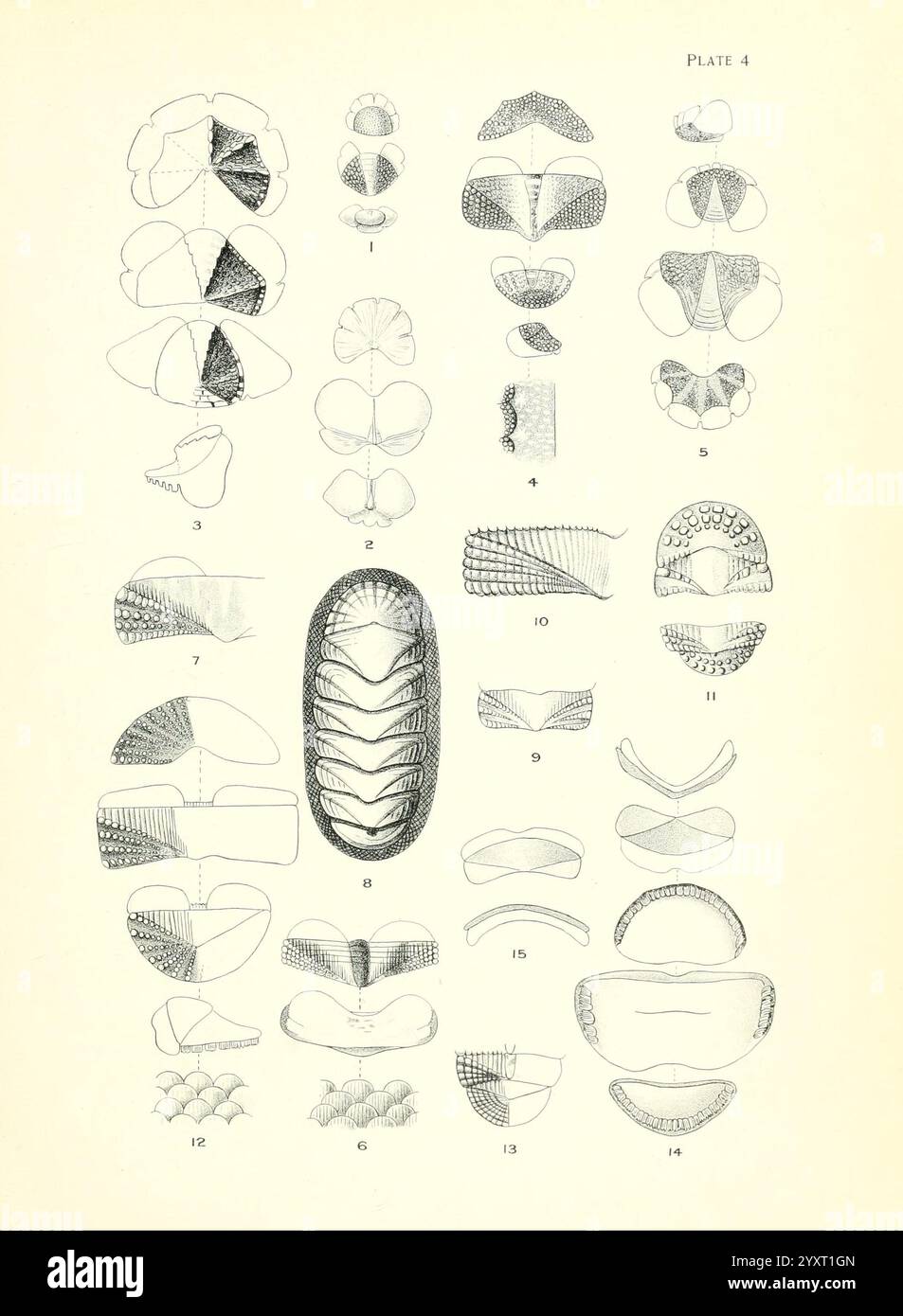 Chiton canaliculatus hi-res stock photography and images - Alamy