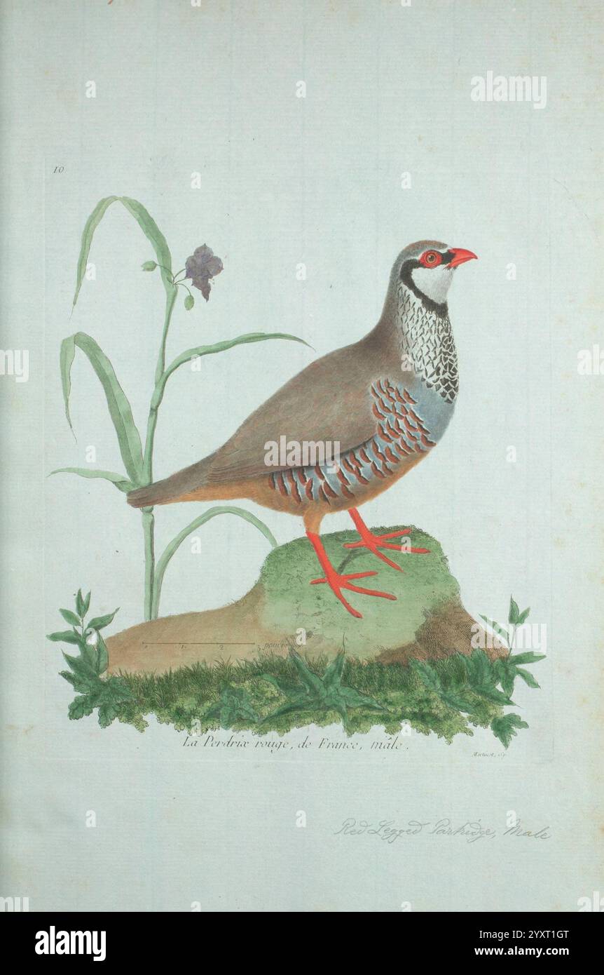 Ornithologie, Paris, The Artist, 1773-1792, birds, pictorial works, A ...